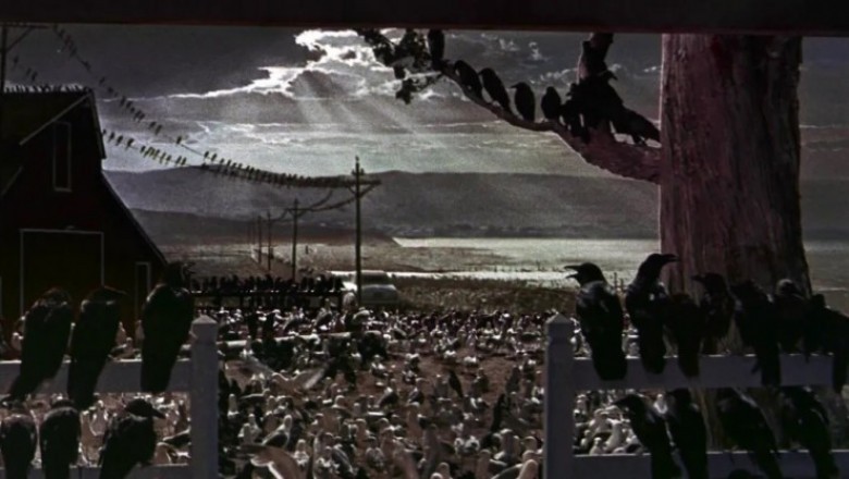 The Birds / 1963 Film İncelemesi | Efsane Kareler